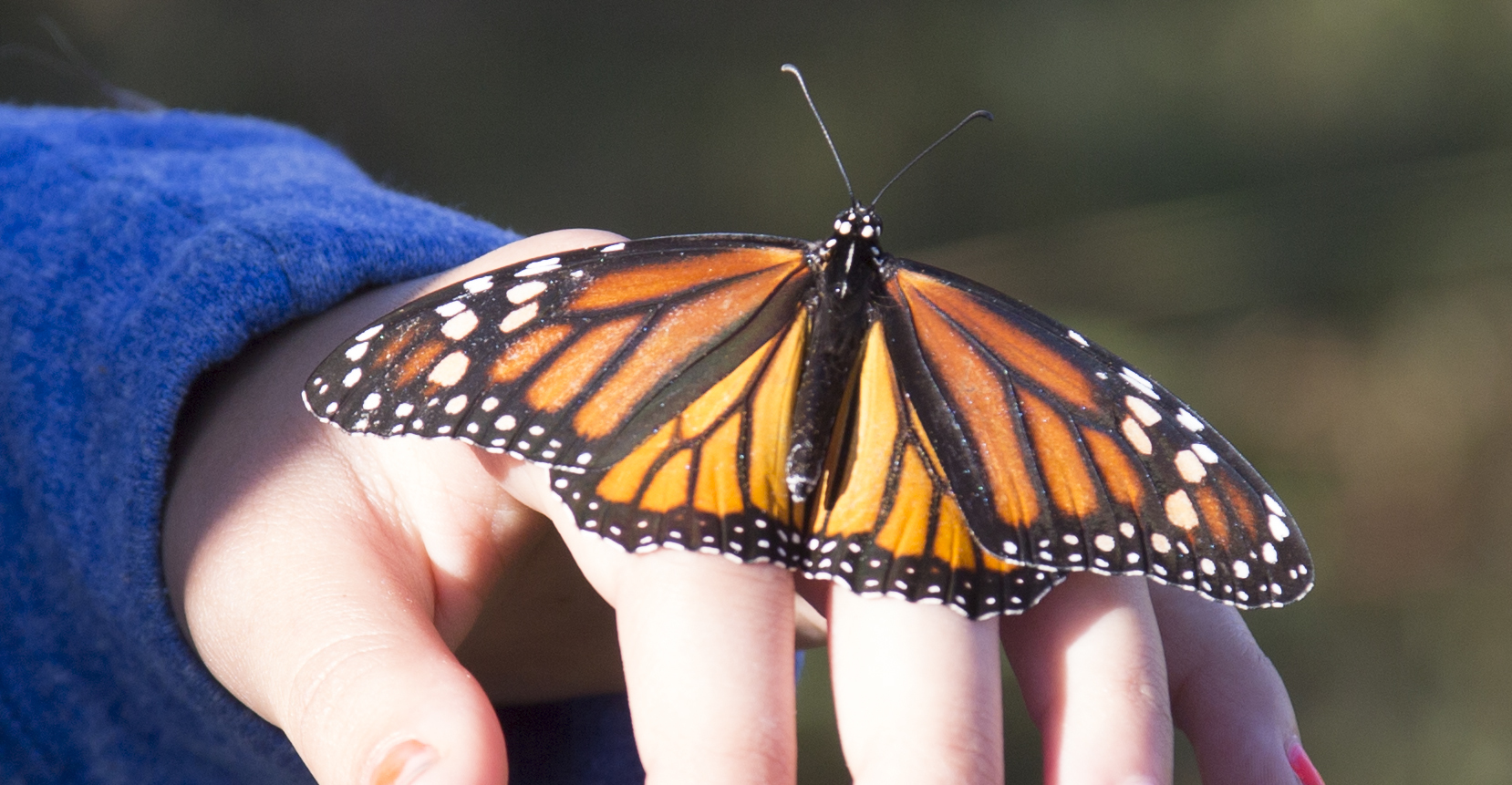 With $527,154 grant, Monarch Watch will train tribes to restore ...